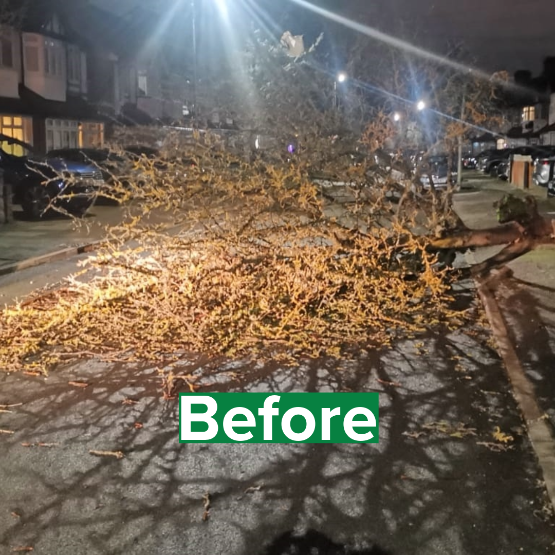 Storm Henk: Clearing fallen and damaged trees for public safety ...
